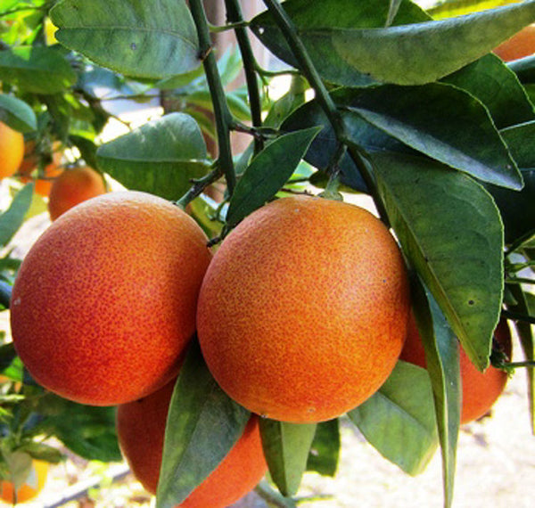Blood Orange – Sweet, Red-Fleshed Citrus | Nursery Warehouse – Nursery ...