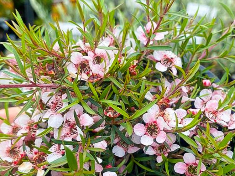 Pink Cascade Tea Tree – Cascading Pink Flowers & Hardy Growth | Nursery ...