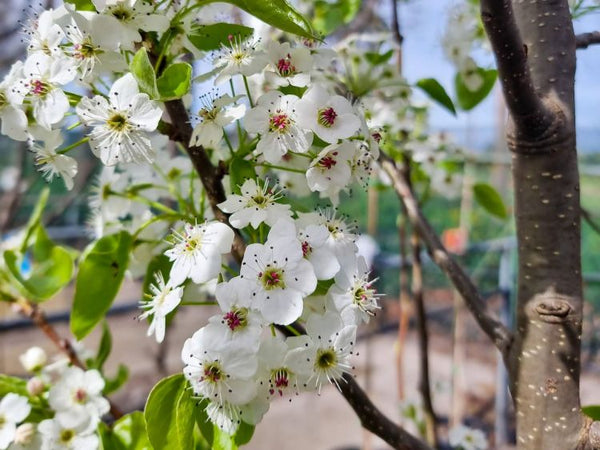 Cleveland Select Pear – Elegant Ornamental Tree | Nursery Warehouse ...