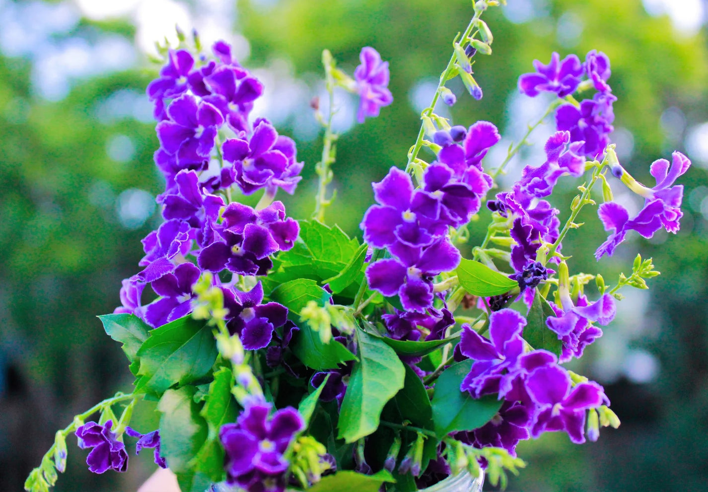 Duranta Geisha Girl – Cascading Purple-Blue Flowers | Nursery Warehouse ...