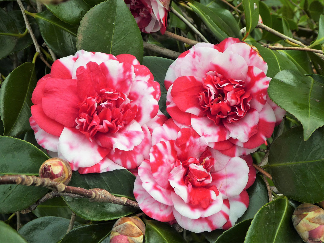 Camellias – Elegant & Versatile Flowering Shrubs | Nursery Warehouse ...