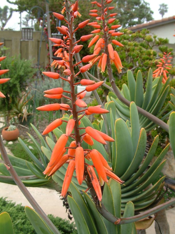 Fan Aloe – Unique Succulent with Stunning Red Flowers | Nursery ...