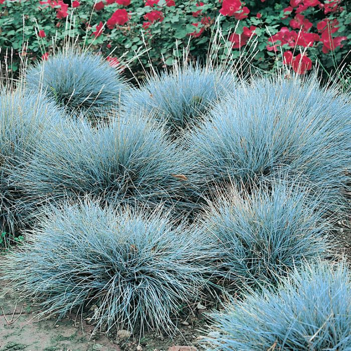 Blue Fescue – Compact Ornamental Grass with Bluish-Grey Foliage ...