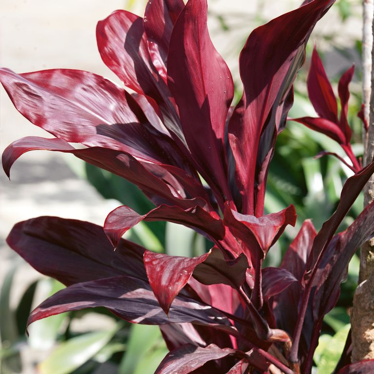 Cordyline Fruticosa Ruby – Vibrant Tropical Foliage | Nursery Warehouse ...