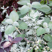 Silver Shield – Silvery-Grey Foliage & Hardy Plant | Nursery Warehouse ...