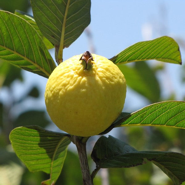 Psidium guajava 'Amman' (Amman Guava) – Delicious Fruit Tree | Nursery ...