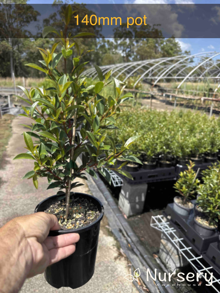 Magenta Lilly Pilly Superior – Compact & Psyllid-Resistant | Nursery ...