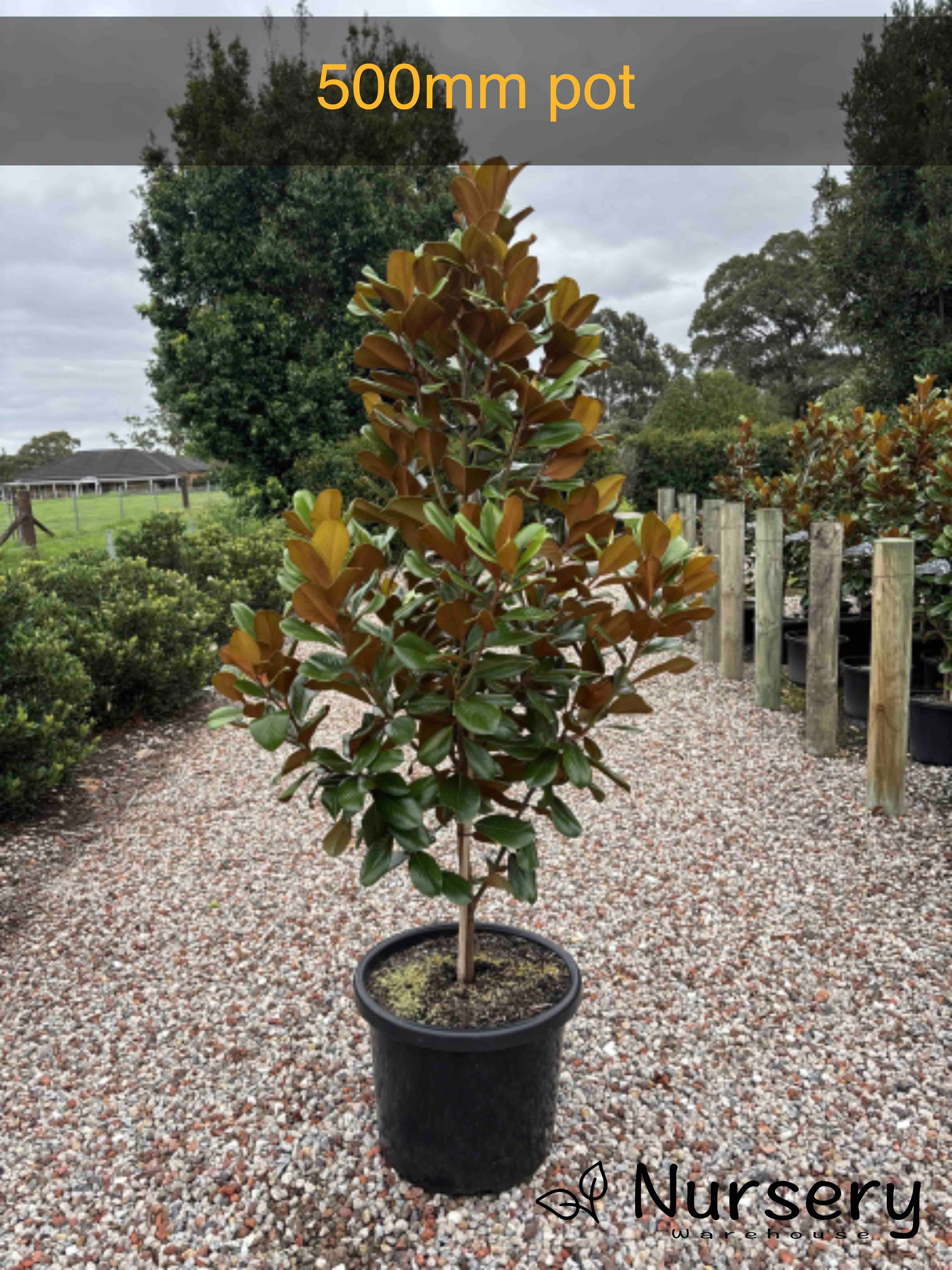 Magnolia grandiflora 'Teddy Bear' – Compact Evergreen Tree | Nursery ...