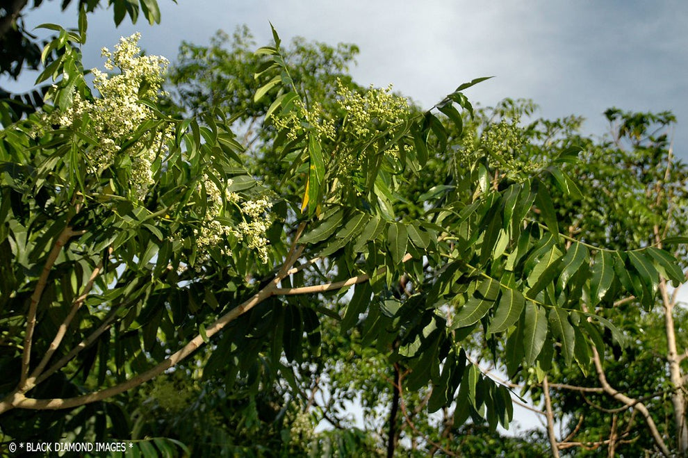 Flindersia Schottiana – Fast-Growing Shade Tree with Ornamental Bark ...