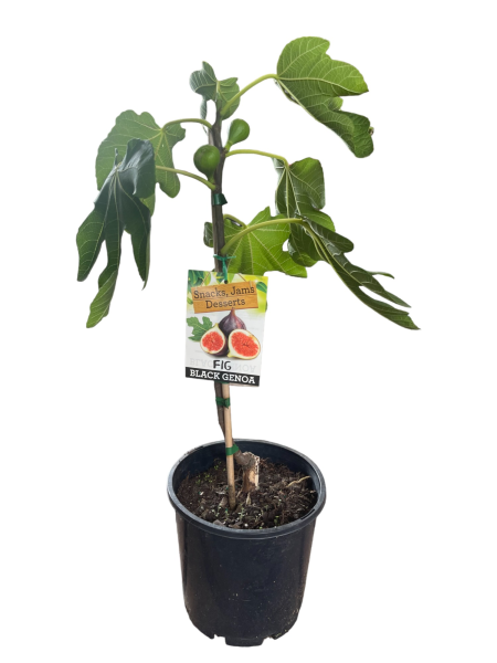 Black Genoa Fig – Rich, Sweet Figs for Home Orchards | Nursery ...