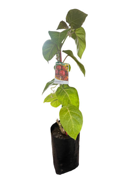 Tamarillo Tree Tomato – Tangy & Sweet Fruit | Ideal for Cooking ...