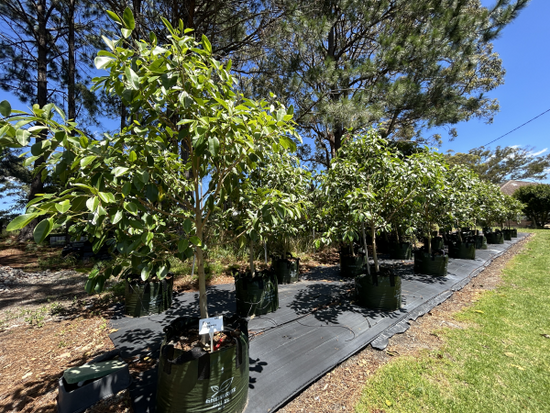 Ficus Rubiginosa – Hardy Evergreen Fig Tree with Dense Foliage ...