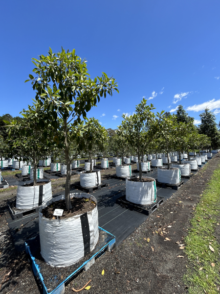 Ficus Rubiginosa – Hardy Evergreen Fig Tree with Dense Foliage ...