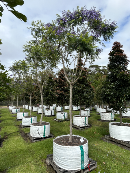 Jacaranda Tree - Stunning Lavender Flowers | Nursery Warehouse – Nursery Warehouse PTY LTD