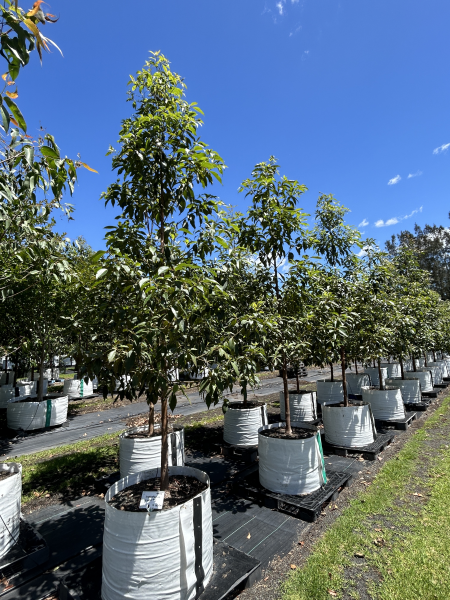 QLD Brush Box – Fast-Growing Tree with Unique Salmon-Coloured Bark ...