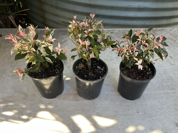 Tricolour Star Jasmine – Stunning Variegated Groundcover | Nursery ...