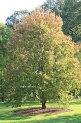 Japanese Maples – Nursery Warehouse PTY LTD