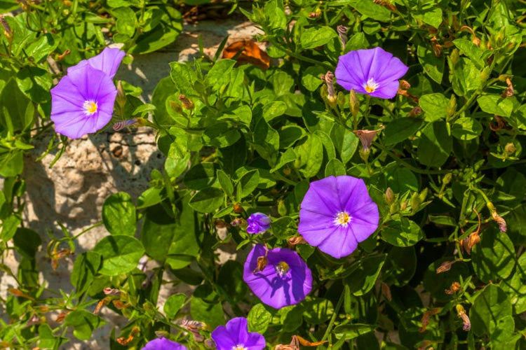 Convolvulus mauritanicus – Beautiful Blue Ground Cover | Nursery ...