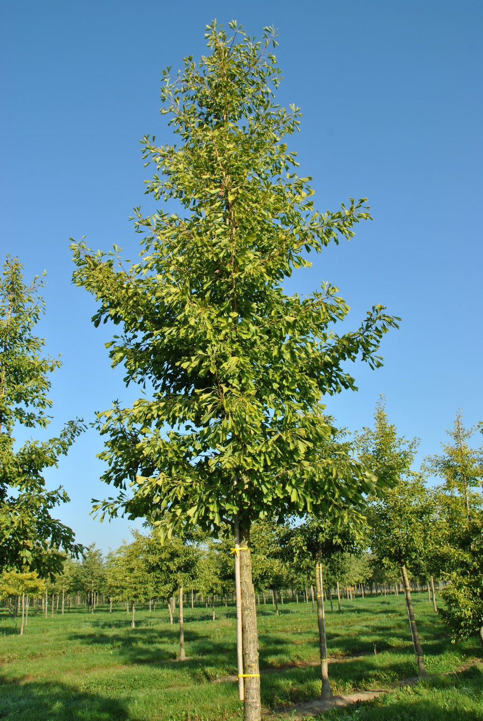 Maidenhair Tree – Ancient Beauty with Stunning Autumn Colour | Nursery ...