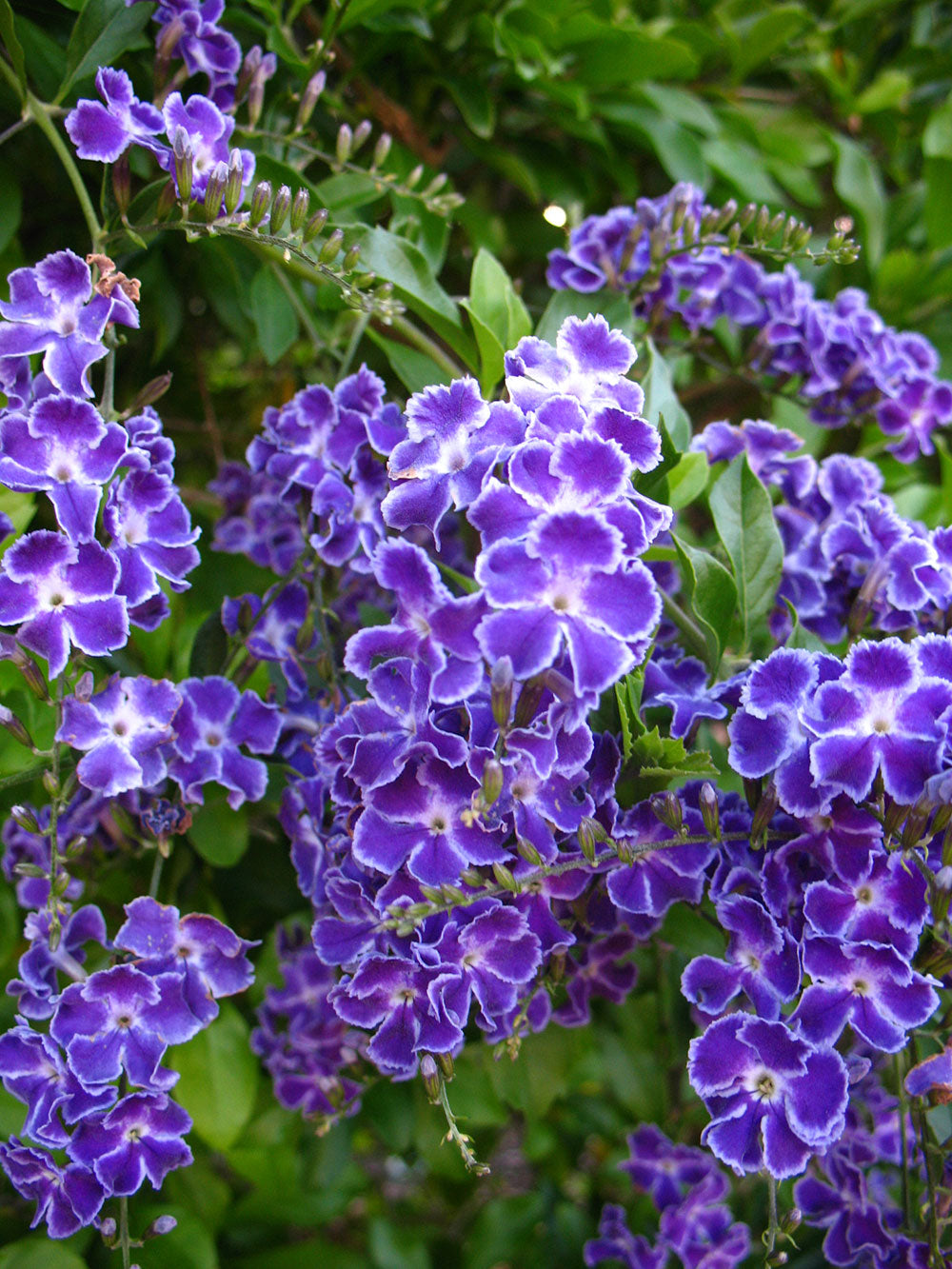 Duranta Geisha Girl – Cascading Purple-Blue Flowers | Nursery Warehouse ...