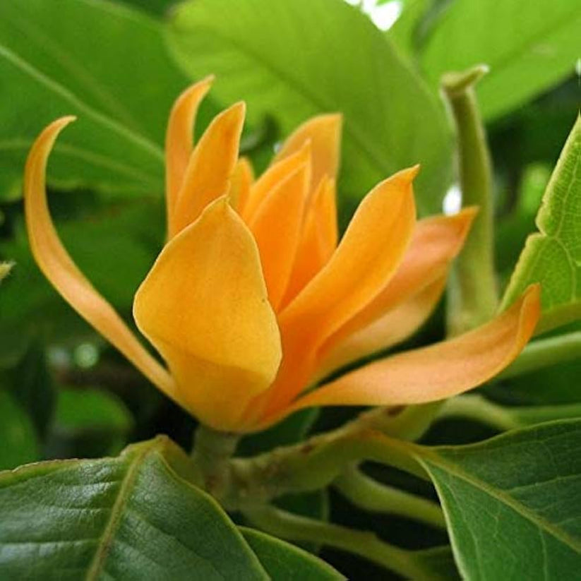 Champaca – Fragrant Tropical Flowering Tree | Nursery Warehouse ...
