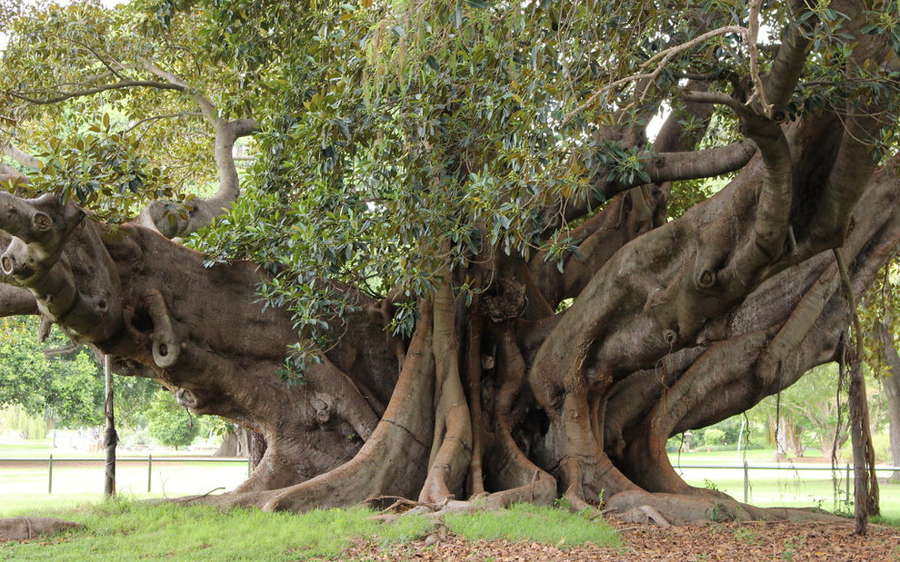 Ficus macrophylla – Majestic Moreton Bay Fig | Nursery Warehouse ...