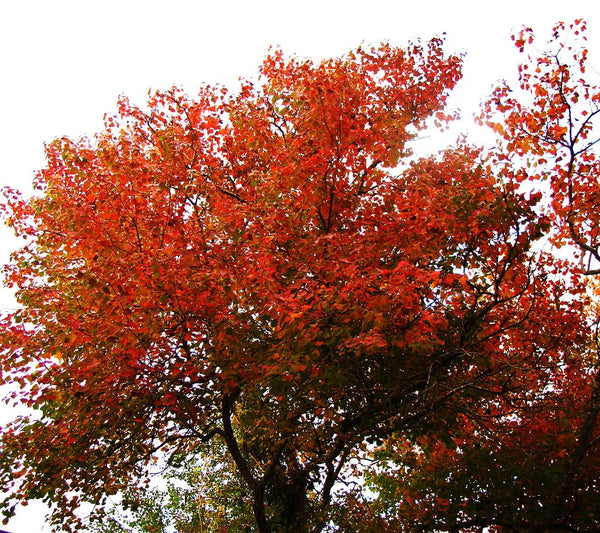 Chinese Tallow Tree – Vibrant Foliage & Fast-Growing Shade | Nursery ...