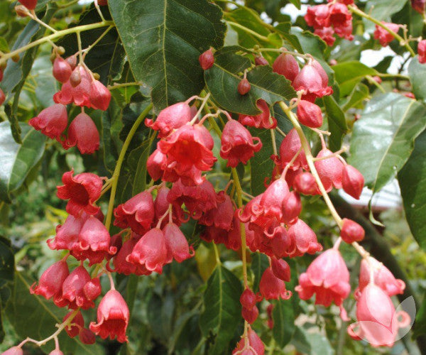 Jerilderie Red Bottle Tree – Striking Red Blooms | Nursery Warehouse ...