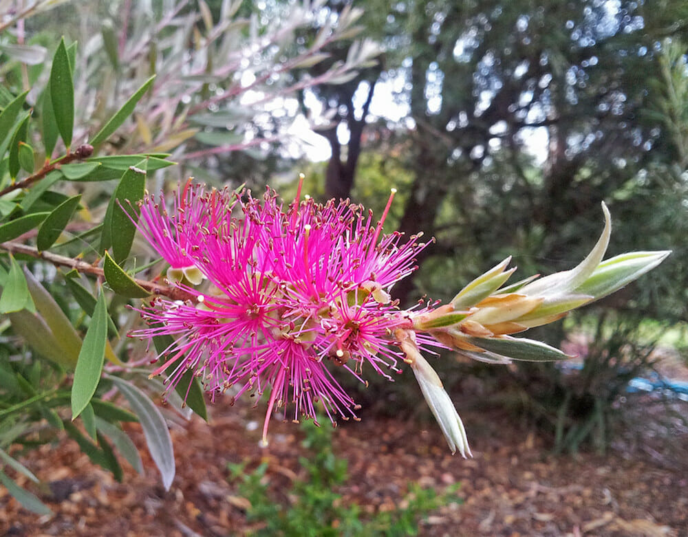 Callistemon 'Purple Cloud' – Vibrant Purple Bottlebrush for Gardens ...