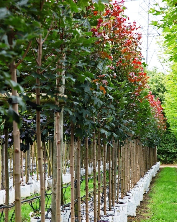 Acer Platanoides 'Fairview' – Elegant Norway Maple for Urban ...