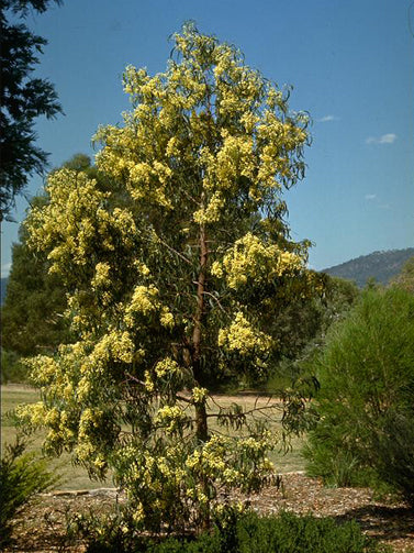 Acacia implexa (Lightwood) – Hardy Native Shade and Timber Tree ...