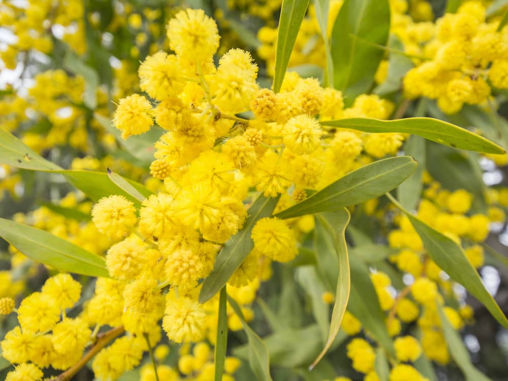 Silver Wattle – Tall Evergreen Tree with Golden Flowers – Nursery ...