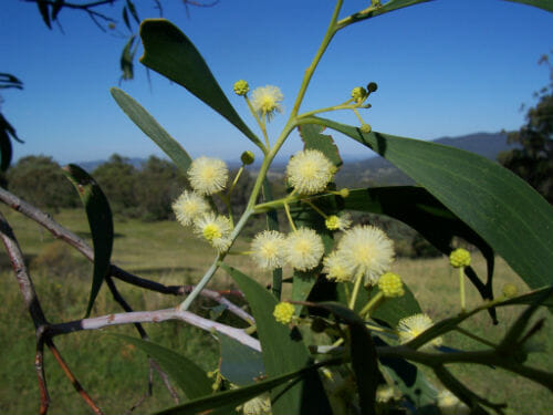 Acacia implexa (Lightwood) – Hardy Native Shade and Timber Tree ...