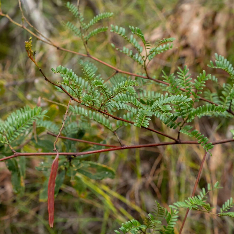 Sunshine Wattle – Evergreen Shrub with Golden Flowers – Nursery ...