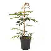 Products – Nursery Warehouse PTY LTD