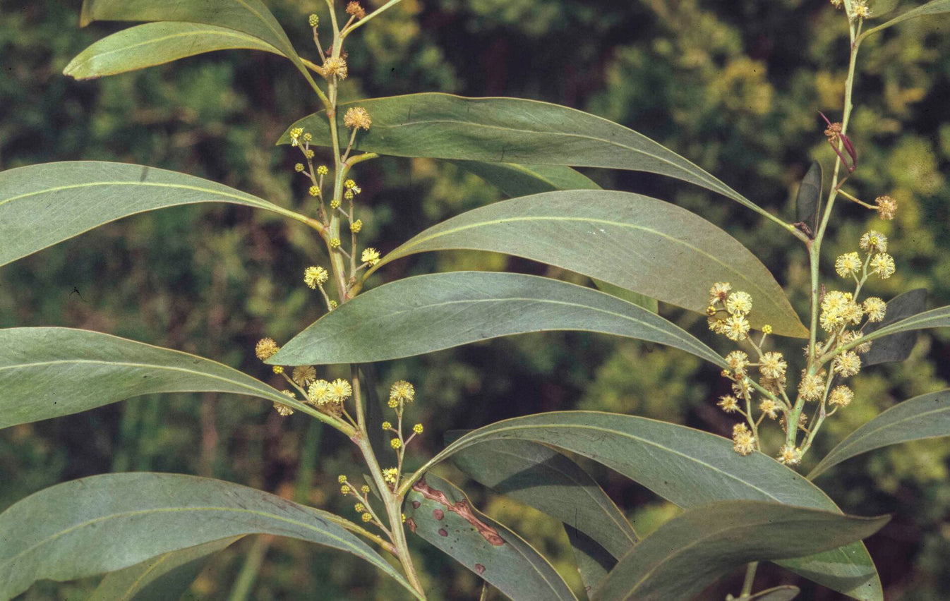 Sickle Wattle – Unique Sickle-shaped Leaves and Yellow Flowers ...