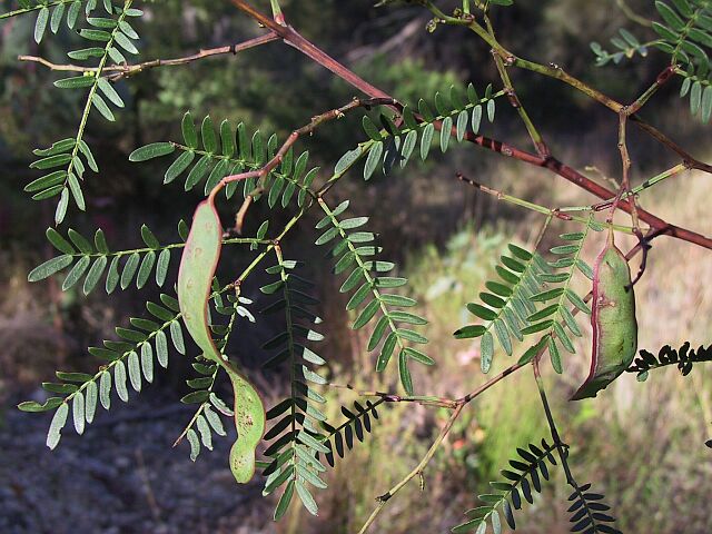 Sunshine Wattle – Evergreen Shrub with Golden Flowers – Nursery ...