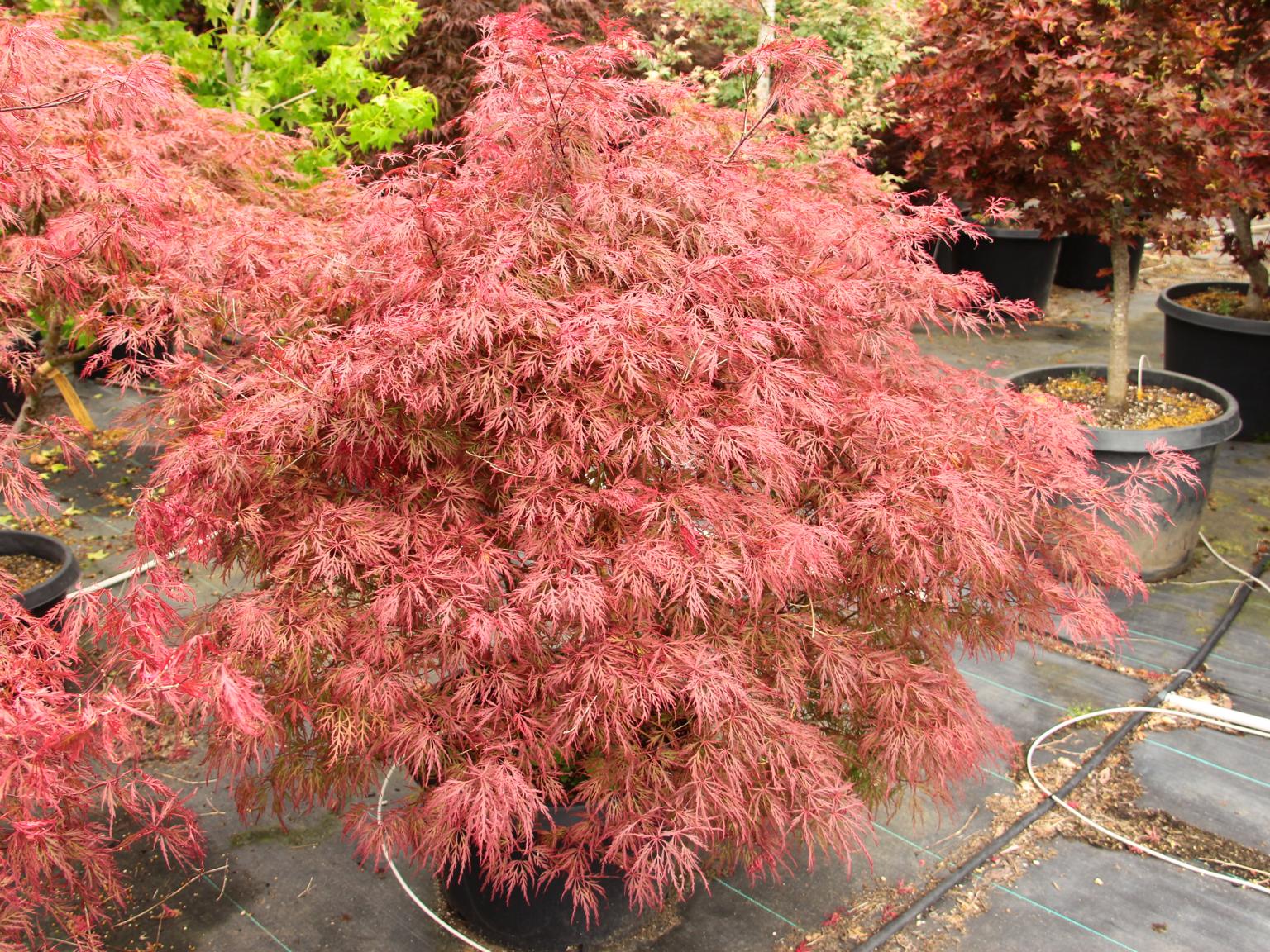 Japanese Maples – Nursery Warehouse PTY LTD
