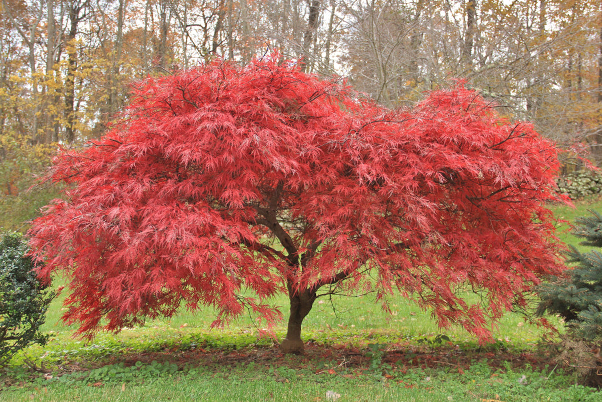 Acer Palmatum (Japanese Maple) – Elegant Ornamental Tree with Stunning ...