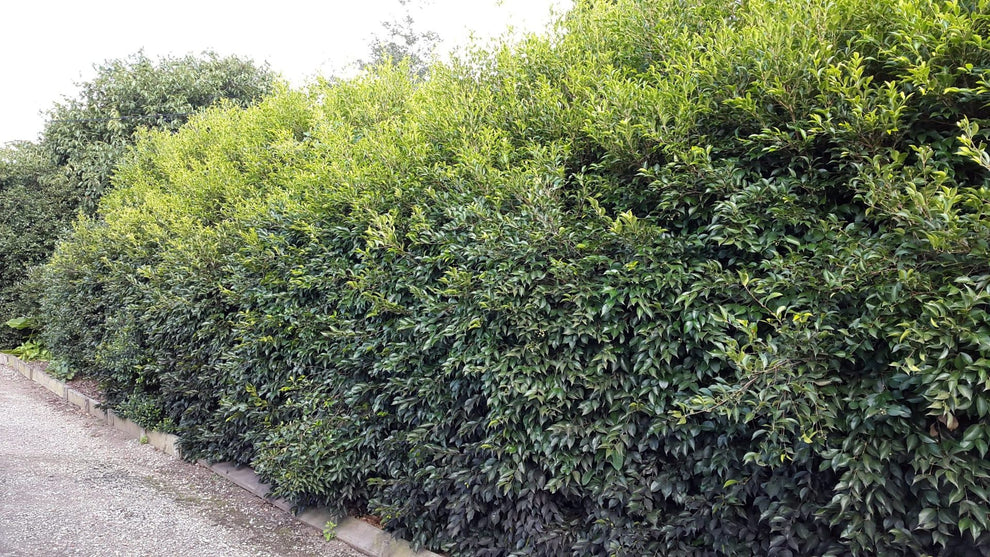 Acmena smithii Sublime – Lush Lime-Green Hedge for Screening | Nursery ...