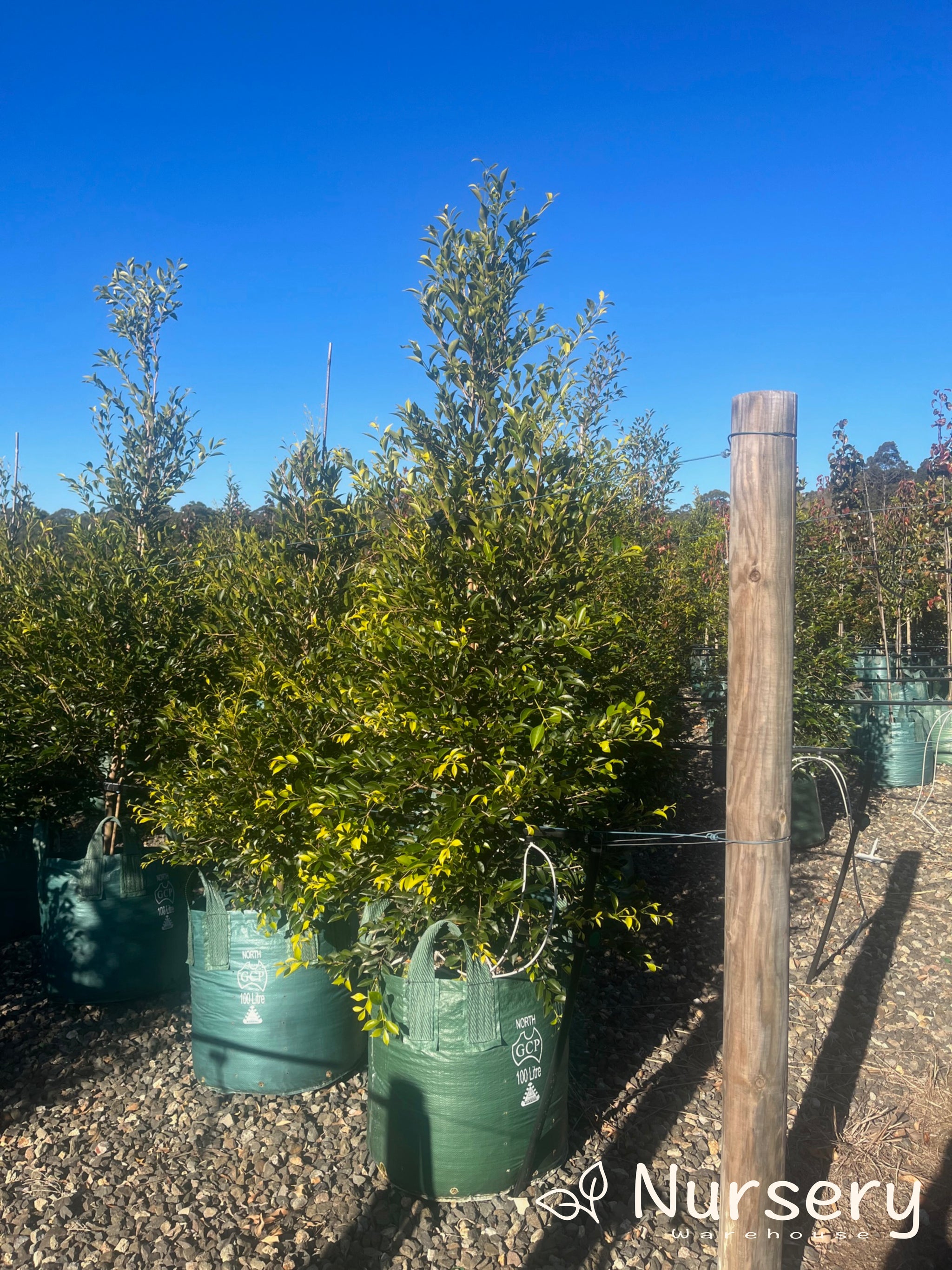 Acmena smithii Sublime – Lush Lime-Green Hedge for Screening | Nursery ...