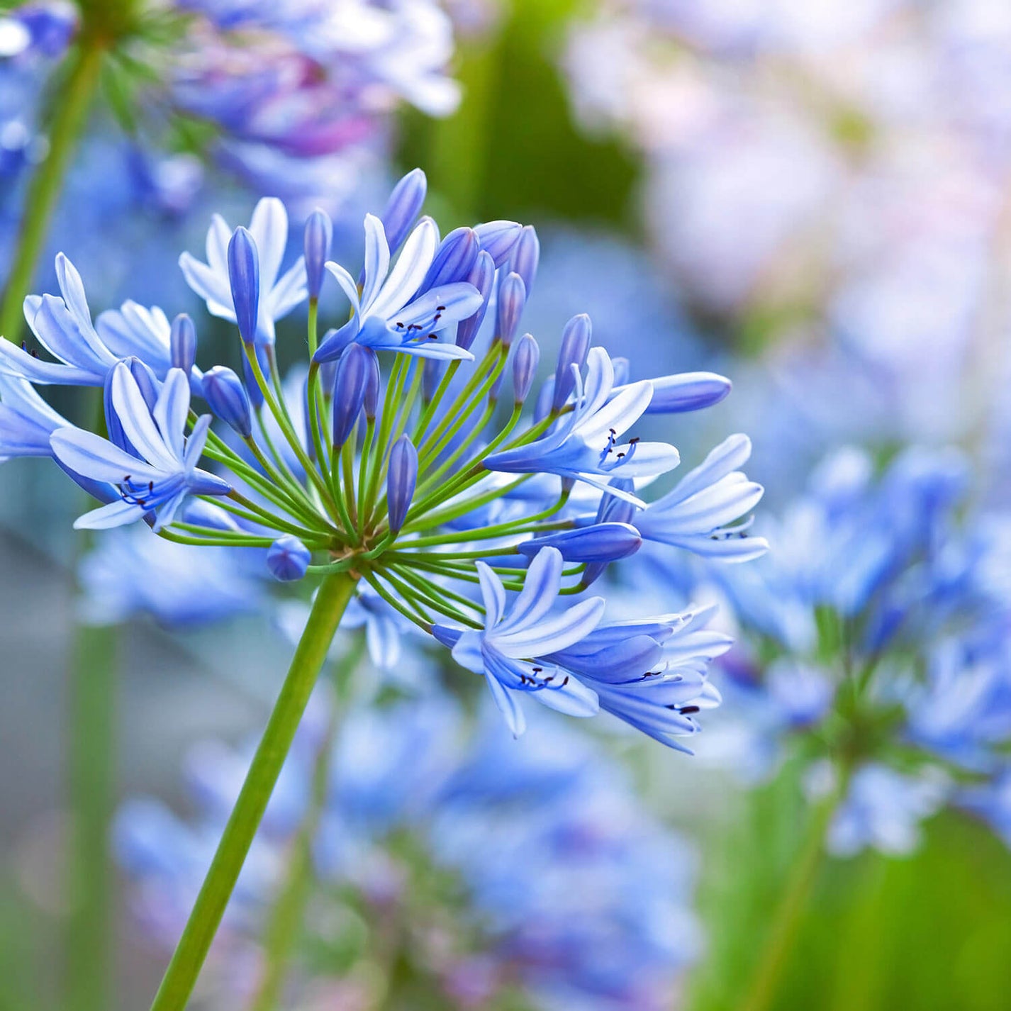 Blue African Lily – Vibrant Blue Flowers for Gardens and Containers ...