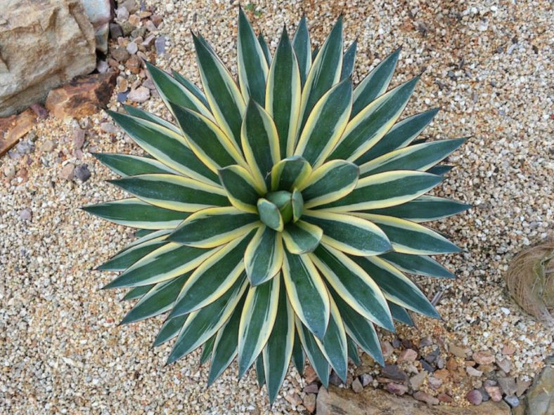Snow Glow Agave – Striking Variegated Foliage | Nursery Warehouse ...