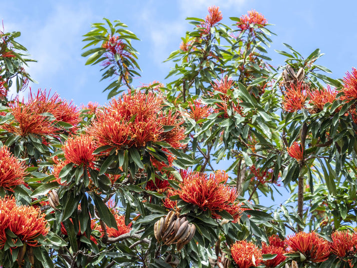 Tree Waratah – Spectacular Red Flowering Native | Nursery Warehouse ...