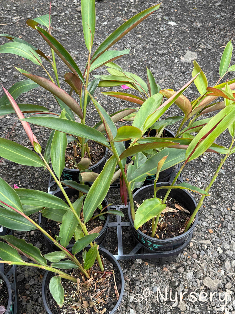 Red Back Ginger – Vibrant Red and Yellow Flowers | Nursery Warehouse ...