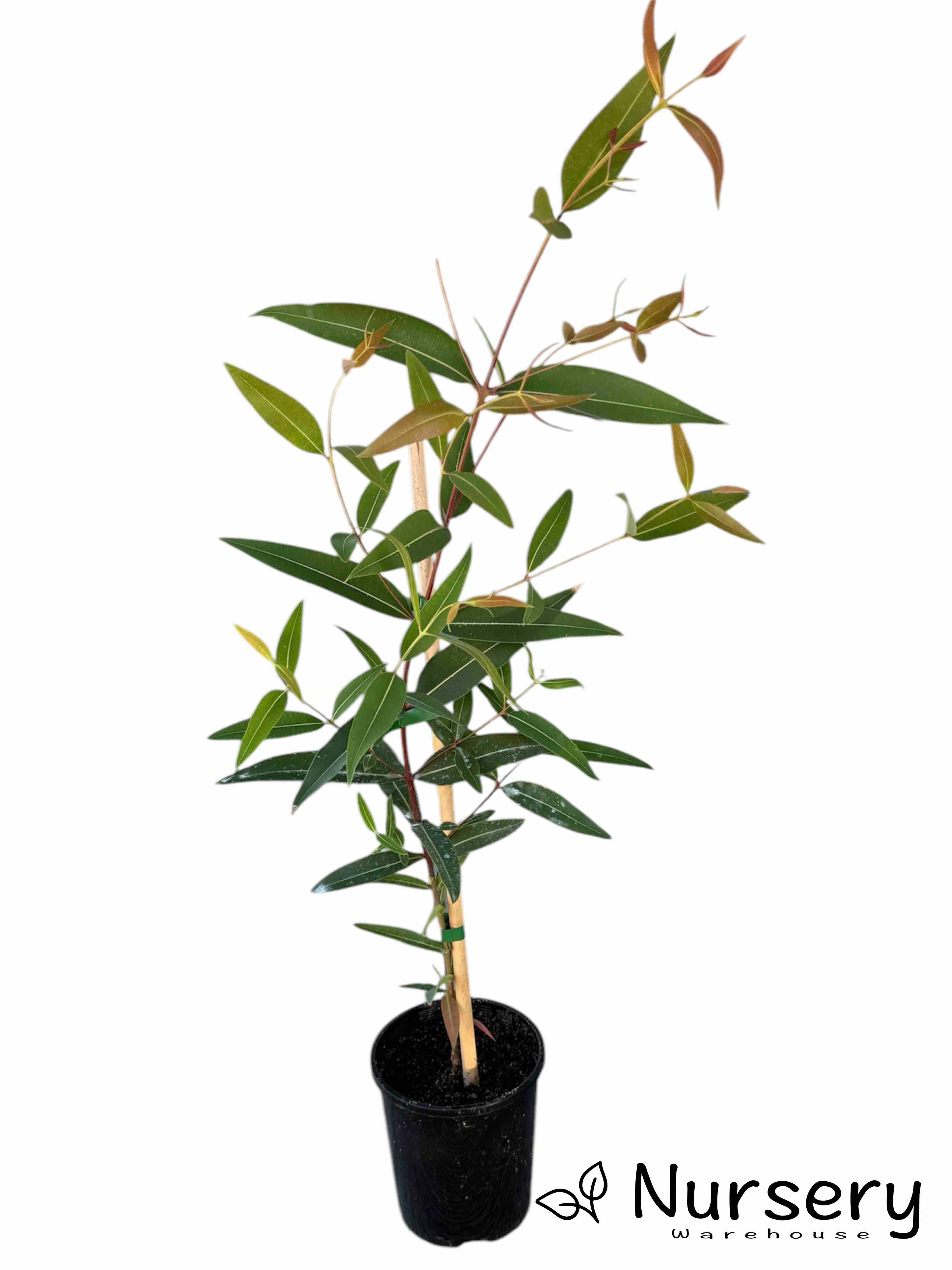 Sydney Red Gum – Striking Native Tree with Mottled Bark | Nursery ...