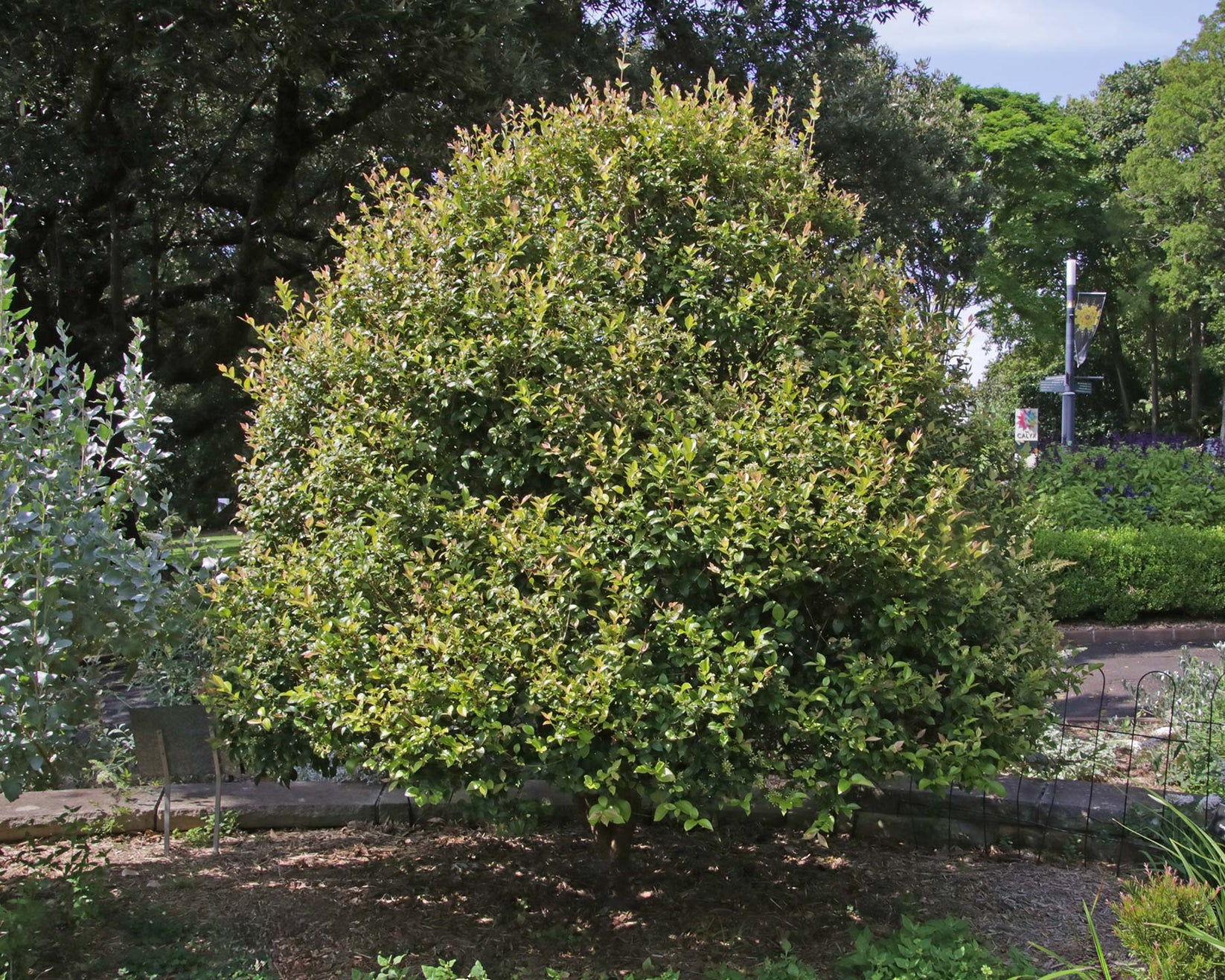 Backhousia Myrtifolia (Grey Myrtle, Cinnamon Myrtle) – Aromatic Native ...
