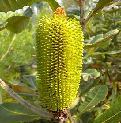 Old Man Banksia – Hardy Native Tree with Unique Flowers | Nursery ...