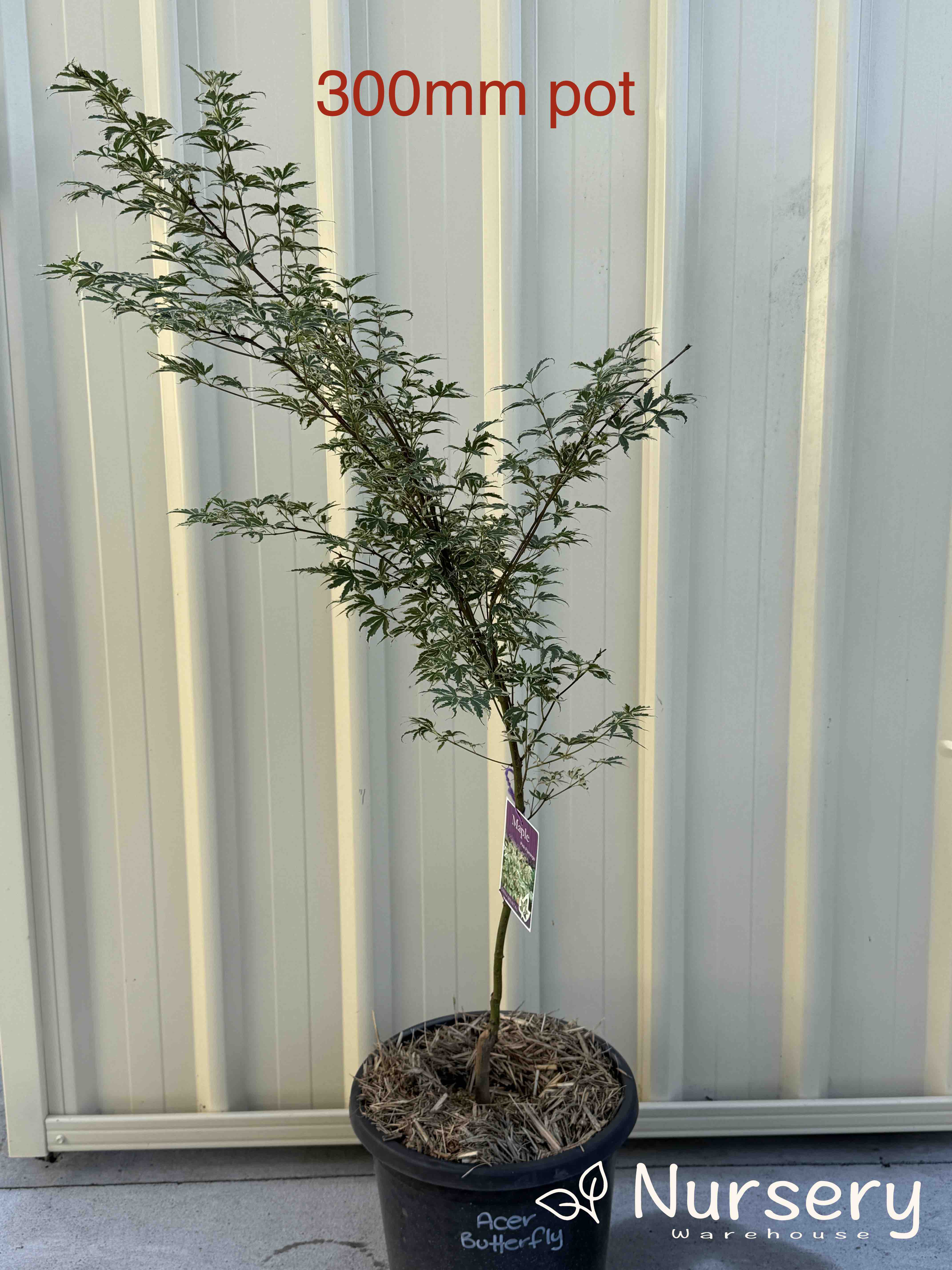 Japanese Maples – Nursery Warehouse PTY LTD