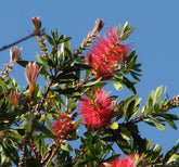 Callistemon (Bottlebrush) – Vibrant & Hardy Australian Native | Nursery ...